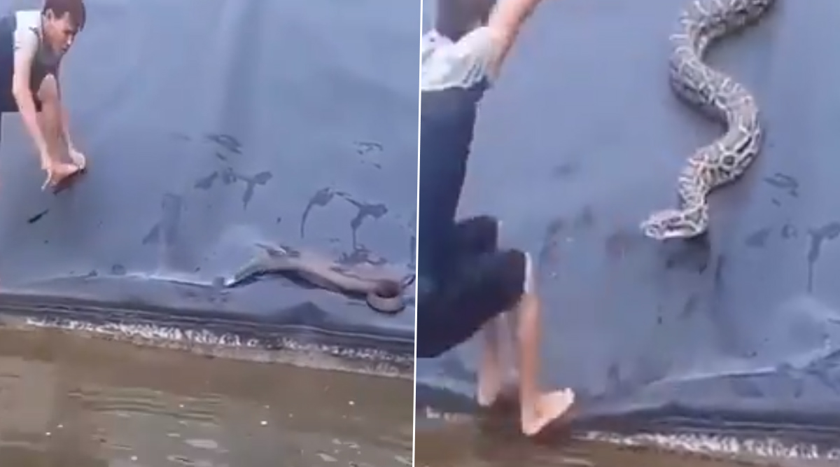 Shocking Viral Video: शख्स ने पानी में तैर रहे काले रंग के सांप को ...