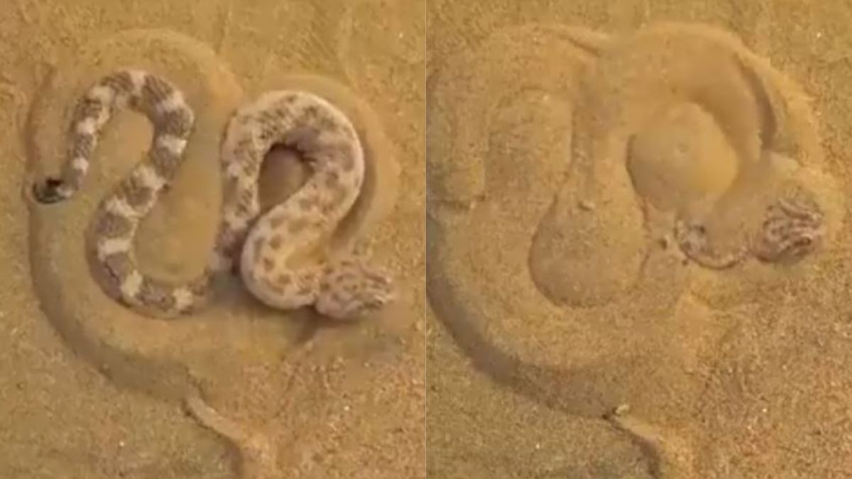 Sand Viper Viral Video: शिकार पर हमला करने के लिए कुछ इस तरह से खुद को ...