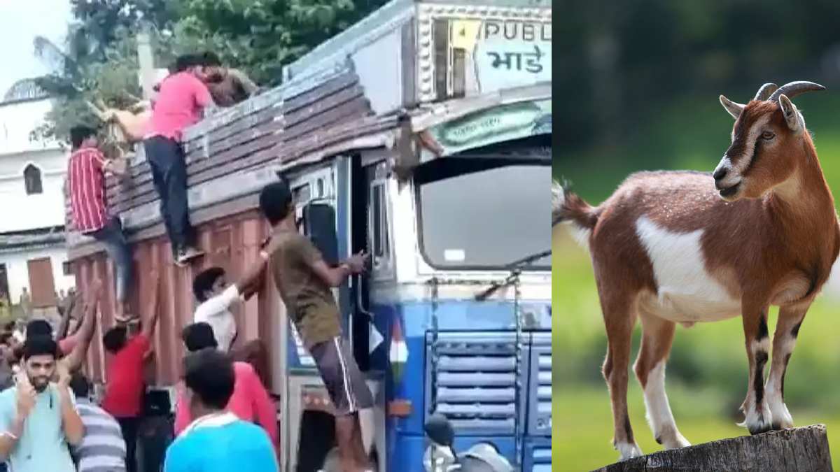 VIDEO: बिहार में ट्रक से 300 बकरियों की दिनदहाड़े लूट, तमाशा देखकर हर ...