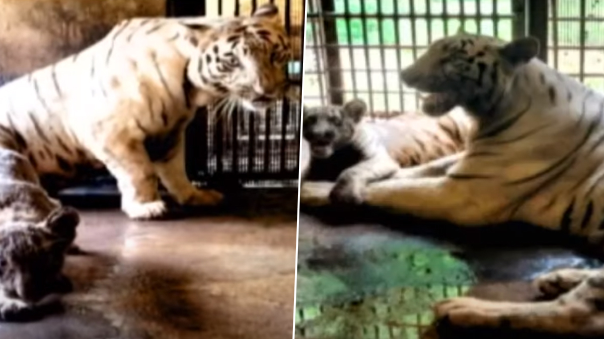 White Tiger Gave Birth To Cub Video: छत्तीसगढ़ के मैत्री बाग चिड़ियाघर ...