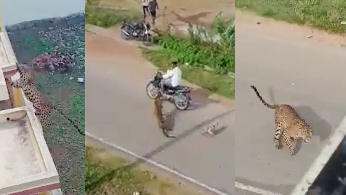 Leopard Attack VIDEO: मैसूर में तेंदुए की दहशत, हमला कर कई लोगों को ...