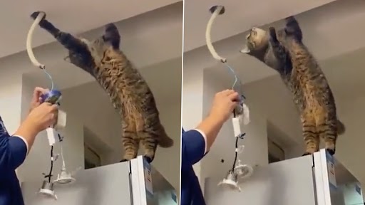 Electrician Cat: अपने मालिक की मदद के लिए बिल्ली बनी इलेक्ट्रीशियन ...