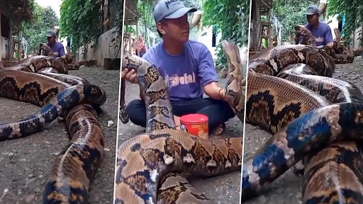 Giant Snake: अपनी गोद में दो विशाल सांपो को लेकर बैठे शख्स का क्लिप ...