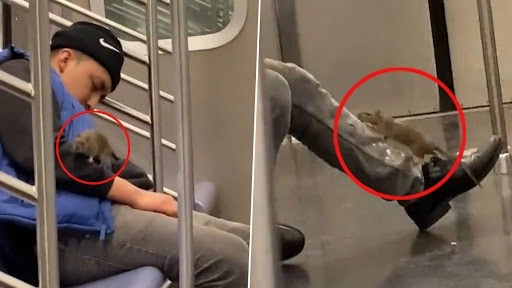 Rat Climbs on a Passenger in Metro: चलती मेट्रो में यात्री के ऊपर चढ़ा ...