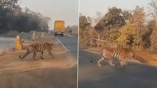 Tiger Crossing a Highway: हाईवे पार करते बाघ के इस वीडियो ने इंटरनेट पर ...