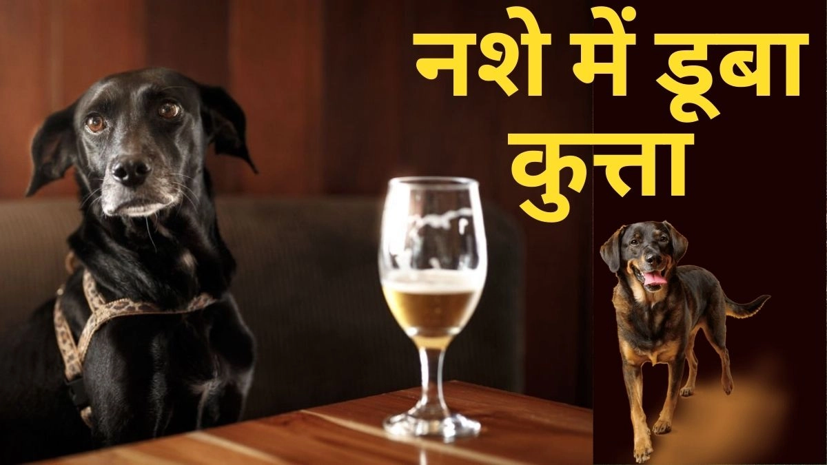 Dog Alcohol Addiction: नशेड़ी कुत्ता! मालिक के मरने के बाद नशे में हुआ ...