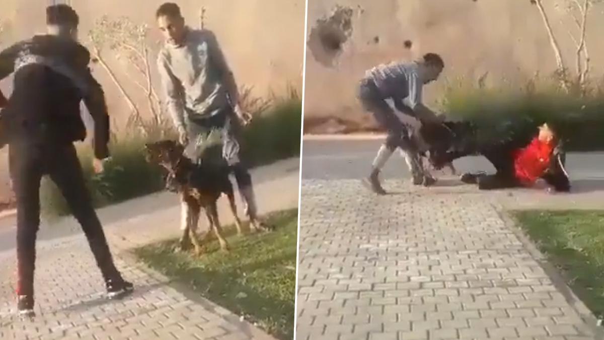 Dog Attacks Man Who Was Teasing: कुत्ते को मार रहा था शख्स, भड़के ...
