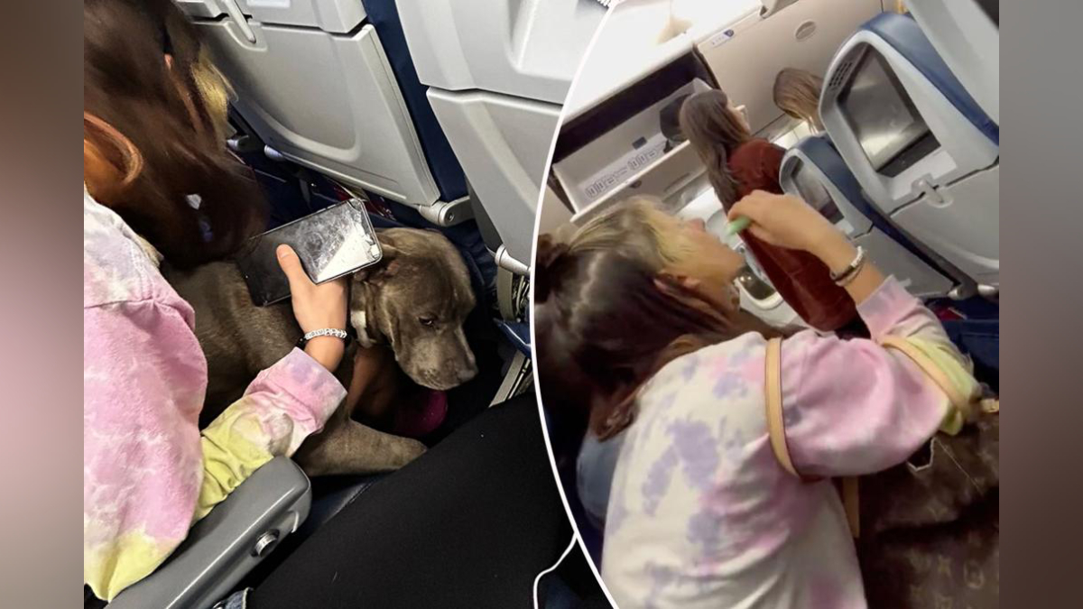 Pitbull Dog In Plane Video: फ्लाइट में पिटबुल कुत्ते ने किया सफर, उसकी ...