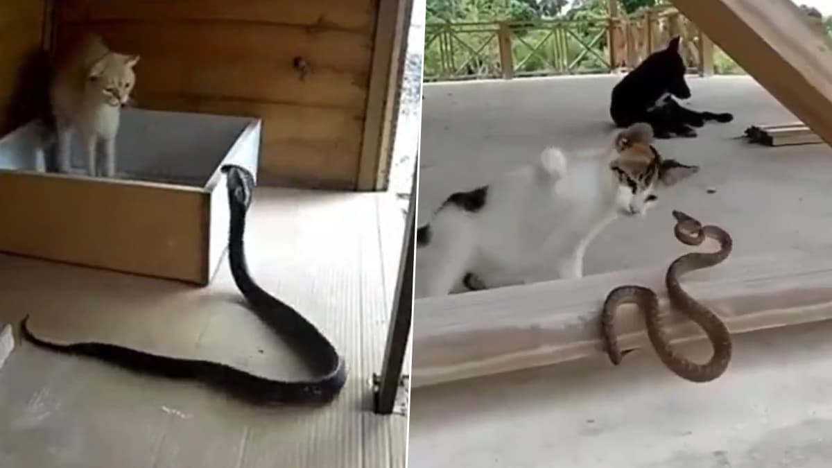 Cats VS Snakes: बिल्ली की ब्लैक कोबरा के साथ हुई जबरदस्त लड़ाई, पंजे ... Cats VS Snakes: बिल्ली की ब्लैक कोबरा के साथ हुई जबरदस्त लड़ाई, पंजे ...