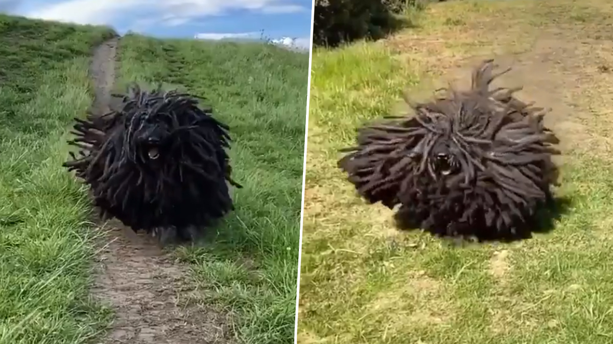 Dreadlock Dog Video: इंटरनेट पर ड्रेडलॉक डॉग का क्लिप वायरल, वीडियो देख ...