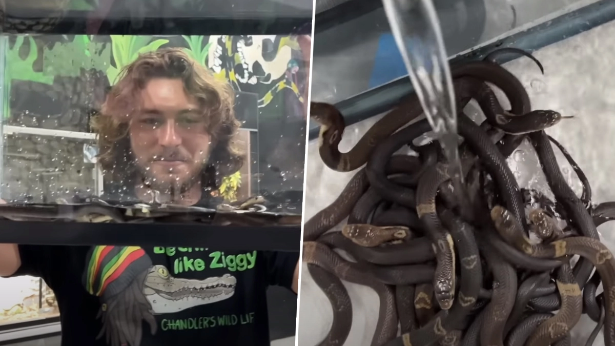 Baby Cobra Bath: शख्स ने ढेर सारे कोबरा के बच्चों को नहलाया, इंटरनेट पर ...