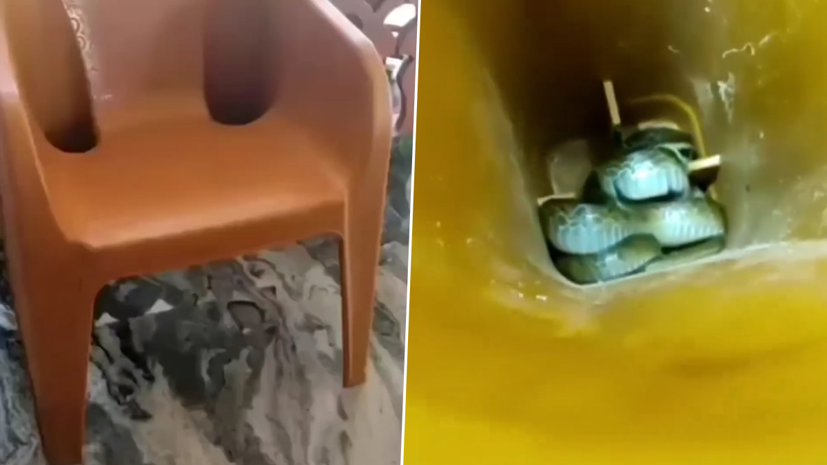Snake In Chair: कुर्सी के अंदर छिपकर बैठा था खतरनाक कोबरा, देखें वीडियो ...