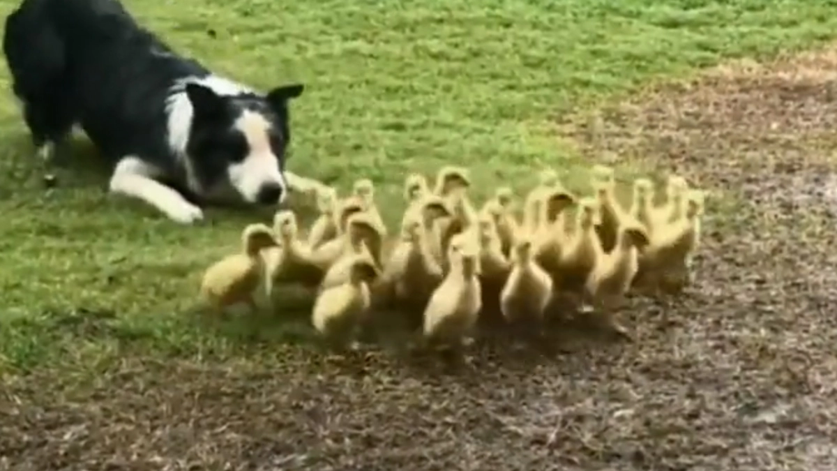 कुत्ते ने समझदारी के साथ बत्तखों के झुंड को पहुंचाया पानी के पास, बार ...