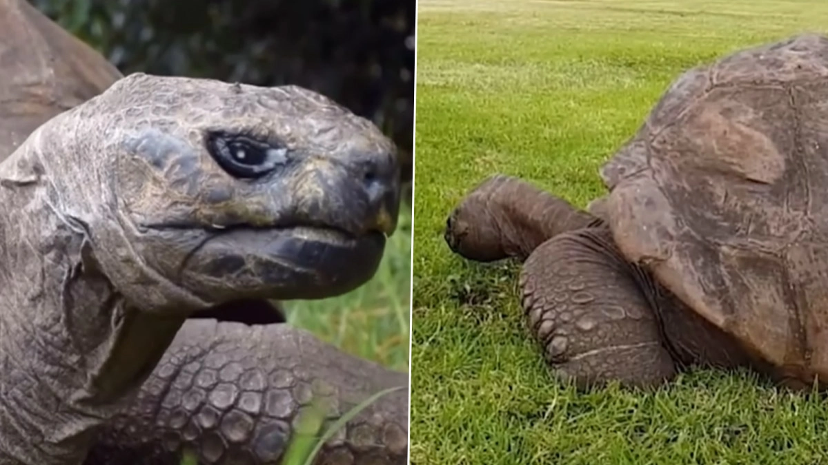 World's Oldest Living Tortoise: दुनिया के सबसे उम्रदराज कछुए ने मनाया ...