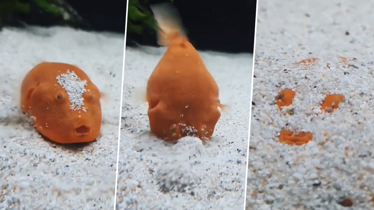Potato Puffer Fish: शिकारियों को चकमा देने माहिर है आलू जैसी दिखने वाली ...