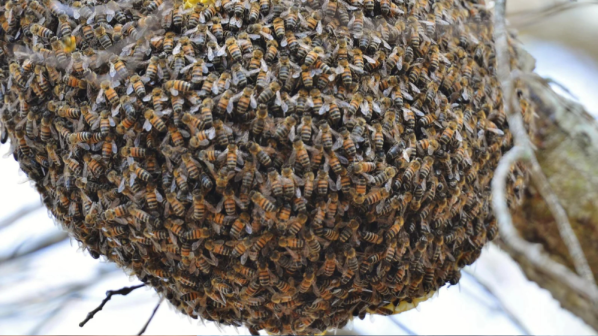 Bee Attack Video: छत्ते पर पत्थर मारना पड़ा भारी! मधुमक्खियों के झुंड ...