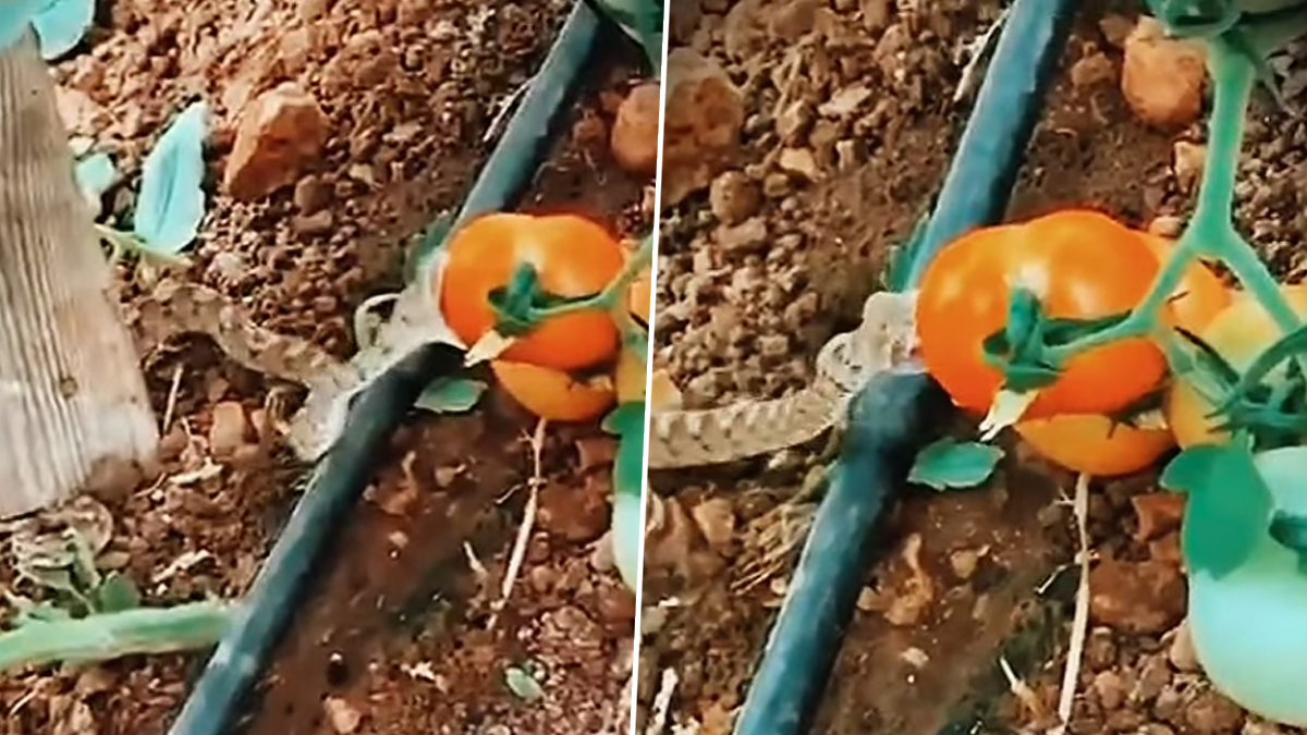 Snake Eating Tomato Video: खेत में टमाटर खाते हुए जहरीले सांप का वीडियो ...