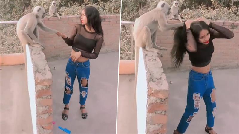 Monkey Pulls Girls Hair: बंदर के सामने डांस कर रील बना रही थी लड़की ...